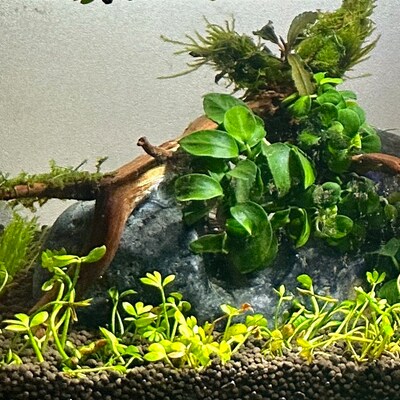 Bucephalandra Godzilla Submersed Grown Live Aquarium Plant - Etsy