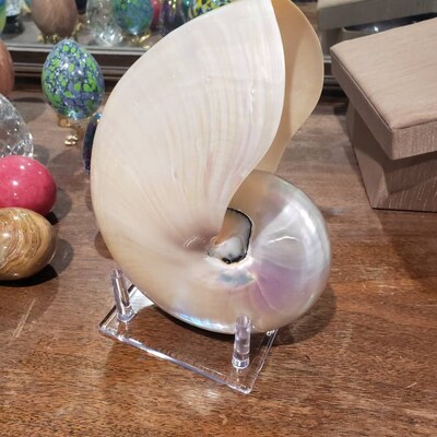 Beach Decor Seashell Stand Large and Small Display Stands Shell ...