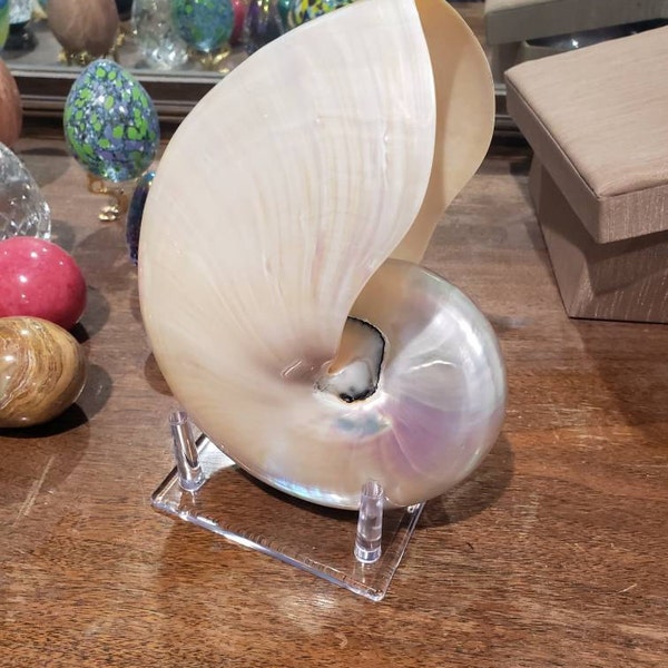 Beach Decor Seashell Stand - Large and Small Display Stands - Shell ...