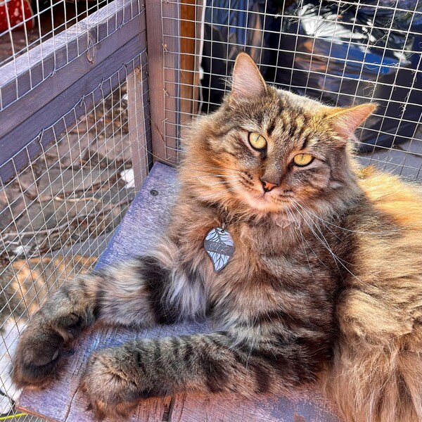 Egyptian Hieroglyphics Pharoah Dog Tag, Egypt Keyring Keychain ...