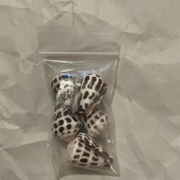 Medium Hebrew Cone Seashells Conus Ebraeus (5 Shells Approx. 1+ Inches ...