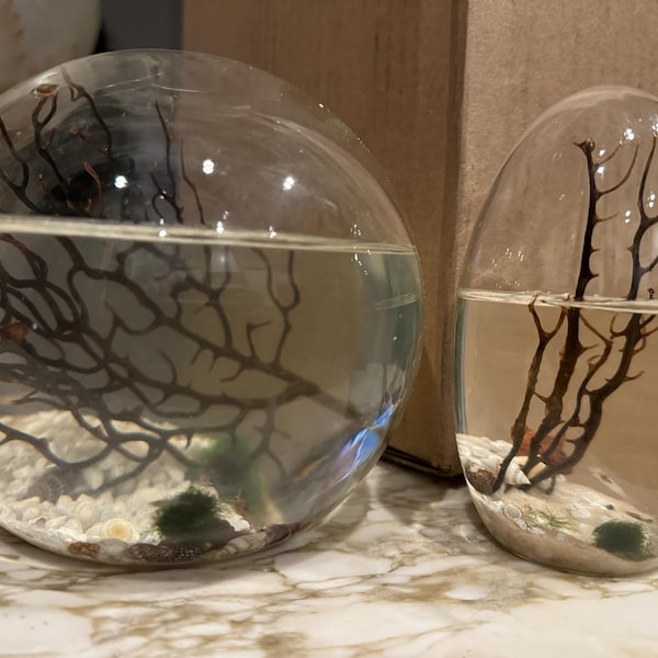 Large Shrimp Ecosphere - Closed Aquatic Ecosystem (glass, Natural ...