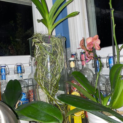 Live Orchid Vanda Flower Plant From Hawaii Exotic Blue/purple/pink/red ...