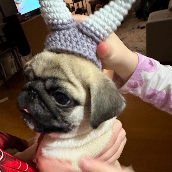 Aviator Hat Pattern, PDF Pattern, Oona Patterns, Hats for Cats, Cat Hat ...