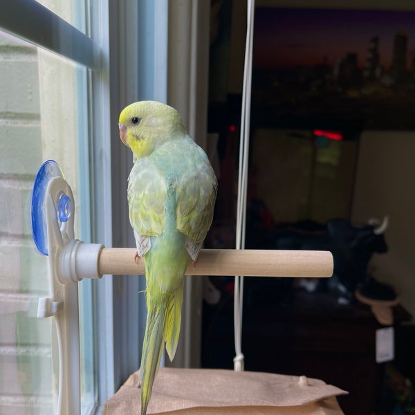 Window Bird Perch Droppings Tray Covers for Our Bird Perch Poo ...