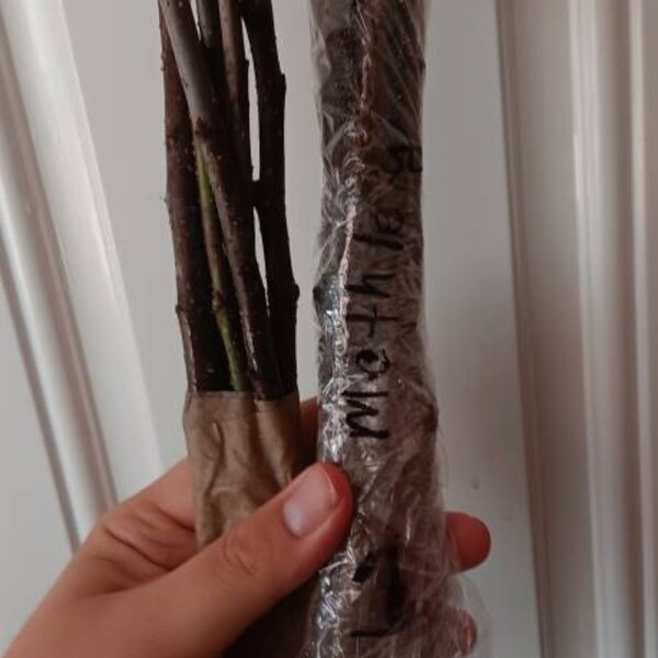 10 MARS GRAPE Cutting / Fruit Tree Scion / Scionwood / Wood / Rooting ...