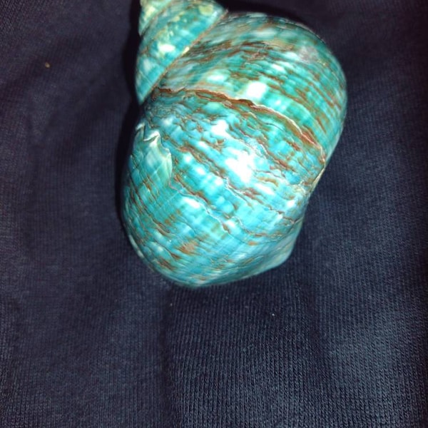 CARDIUM PESODOLIMA Sea Shell Trinket Box - Etsy