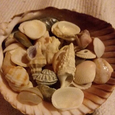 Small Shells, Small Seashells, Small Sea Shells, Sea Shells for Crafts ...