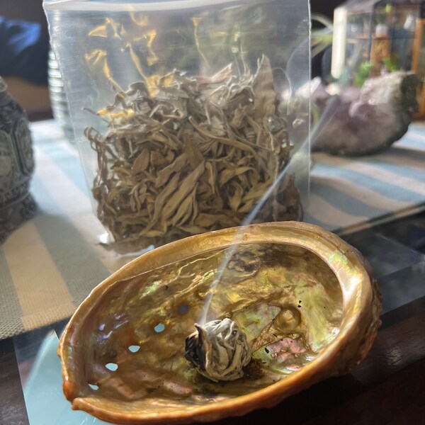 Smudge Shell With Sage (personal Size) - Etsy