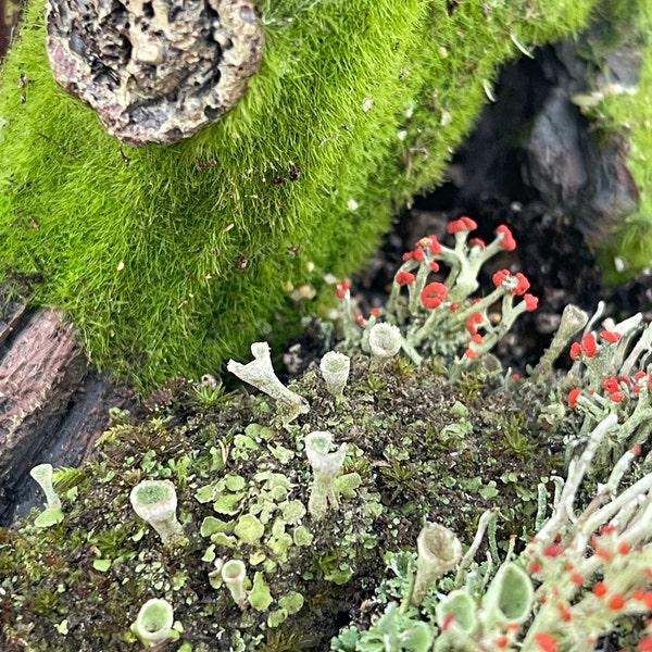 Pixie Cup Lichen. Live Pixie Cup Lichen Specimens for Terrarium, Moss ...