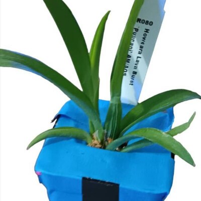 Cycd Taiwan Golden Orange Bloom Stage Currently Dormant ...... 50 ...