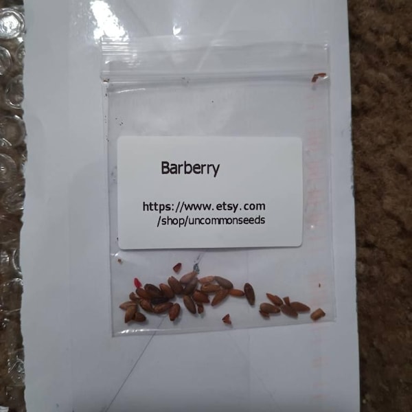 20 Seeds Common Barberry Bush - Berberis Vulgaris - Edible Berries - Etsy