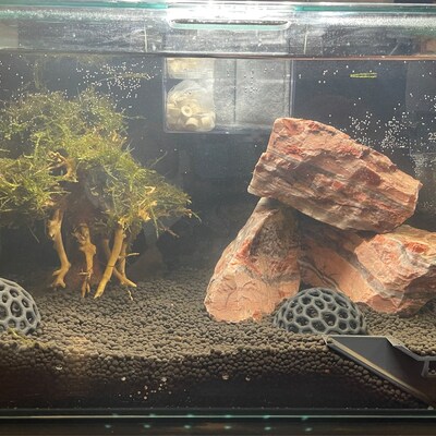 Live Subwassertang Moss Aquarium Plant Fast and Easy to Grow With Low ...