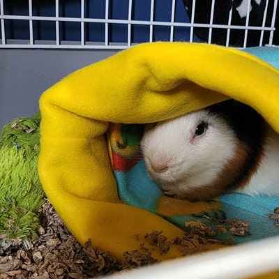 Guinea Pig Custom Fleece Cage Liner Set - Etsy