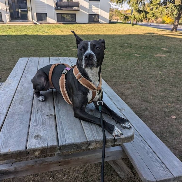 FLUFF || Fluffy Lining / Colour Change - Etsy