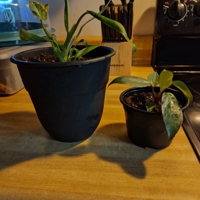 Philodendron Pink Princess PPP ALL Starter Plants Require You to ...