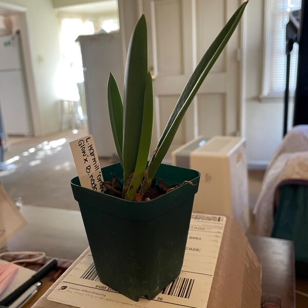 Cycd Taiwan Golden Orange Bloom Stage Currently Dormant ...... 50 ...