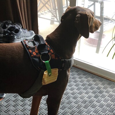 Dog Harness Strap Cover Padding Prevent Rubbing, Durable Harness Wrap ...