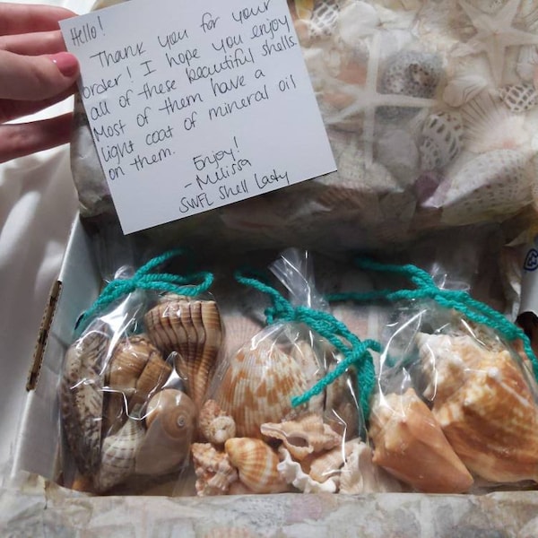 15 Channeled Duckclam Shells, Sea Shells, Florida Sea Shells, Sanibel ...