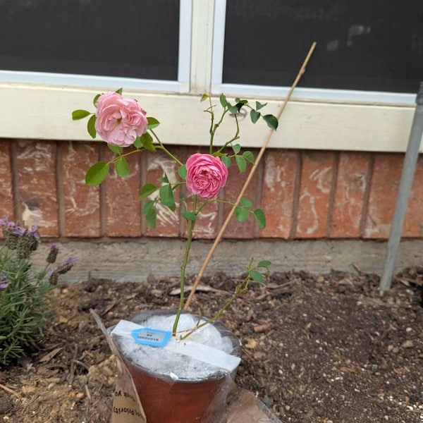 Chinese Julie. Climbing Rose Hanxian 涵仙，cut Rose. Highly Recommended ...