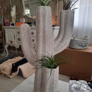 Neglecta Mini Air Plants Tillandsia, Air Plant, Indoor Plant, House ...