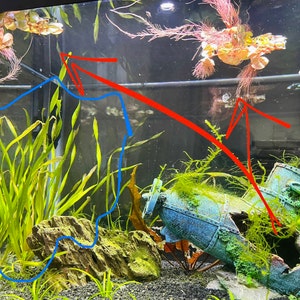 BUY 2 GET 1 FREE Corkscrew Val vallisneria Contortionisteasy Live ...