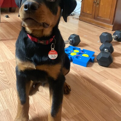 Lightning Bolt Pet ID Tag Dog Tag, Key Chain, Pet Identification - Etsy