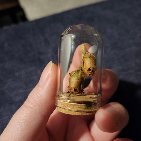 Dried Snapdragon Skull Seed Pods - West Coast Garden Grown - Curio ...