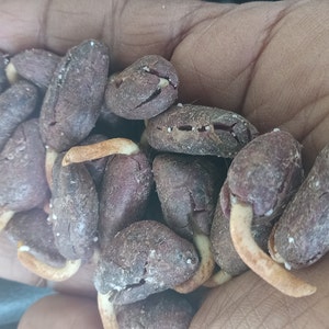 Varied Lot of 5/10/20/50 Red Ti Plant Cordyline Terminclis - Etsy