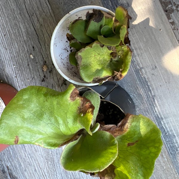 Elephant Ear Elk Staghorn Fern Starter Plant **(ALL Plants Require You ...