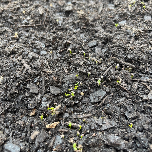 Blackjack II (maya) Bermuda Grass Seed - Etsy