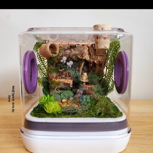 Made-to-order 4x7.25 Cozy Cottage Jumping Spider Enclosure - Etsy
