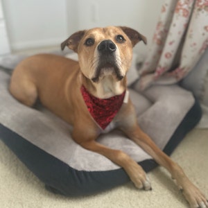 Toads and Mushrooms, toadally Fungi Cream Velvet, Forest, Reversible ...