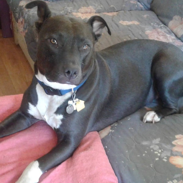 Pit Bull Wall Art When You Believe Beyond, Pit Bull Memorial Gift, Pit ...