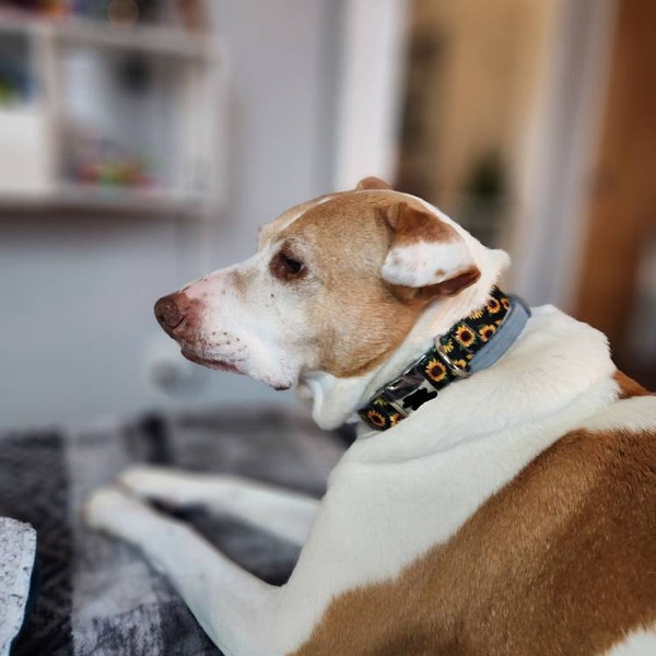 Cowgirl Chic Dog Collar - Western Collar - Customized Pet Collar ...