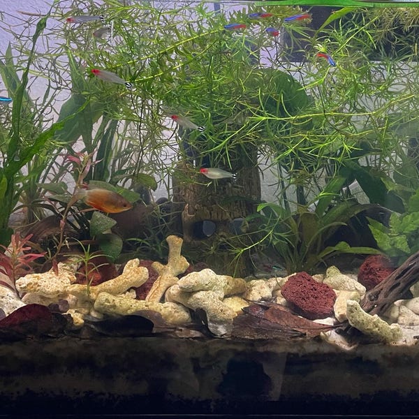 Rotala Super Red Mini (5 Stems) - Etsy