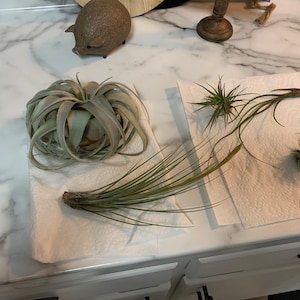Tillandsia Aeranthos Air Plant Carnation of the Air 30 Day Air Plant ...