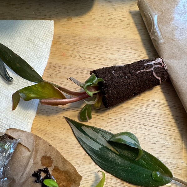 Philodendron Pink Princess Starter Plant (all Starter Plants Require ...