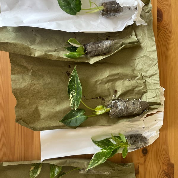 Philodendron White Princess #2 Starter Plant (ALL STARTER PLANTS ...