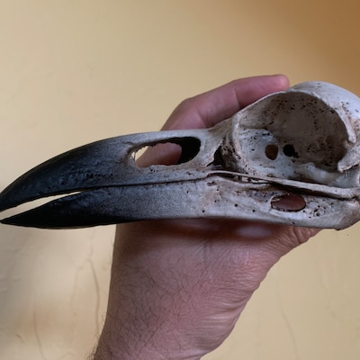 Predator Wall Mounted Artwork, Predator Fan Art, Predator 2 Bio, Celtic ...