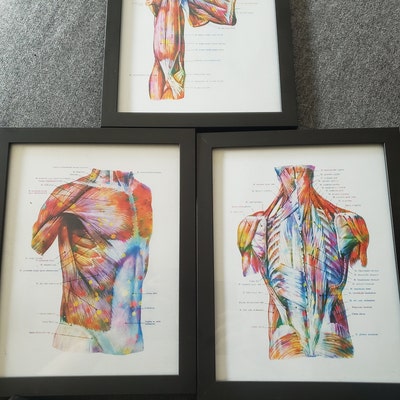 40 Musculoskeletal Anatomy Posters, Human Body Anatomy Watercolor Art ...