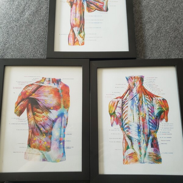 40 Musculoskeletal Anatomy Posters, Human Body Anatomy Watercolor Art ...