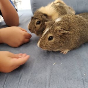 Hamster Gerbil Rat and Mouse Forage Mix | Etsy