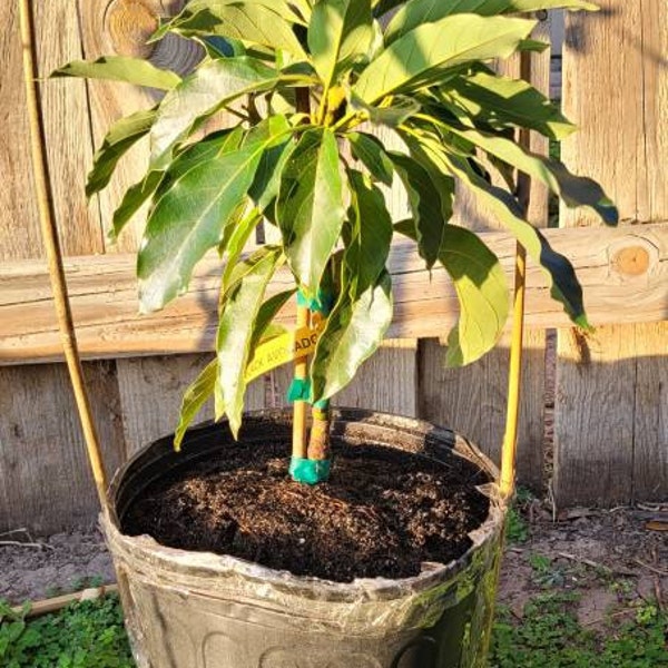 Maria Black Avocado Tree , Grafted in 3 Gallons Pot, No Ship to CA and ...