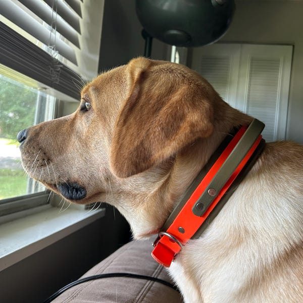 The Vera Bling Biothane® Collar Beta Biothane® Collar Gemstone Collar stinkproof Waterproof - Etsy