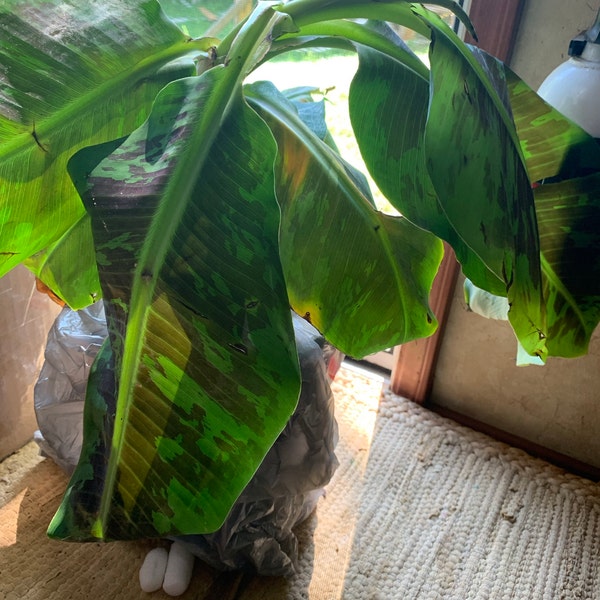 Lace Leaf Anthurium Flamingo Flower - Etsy