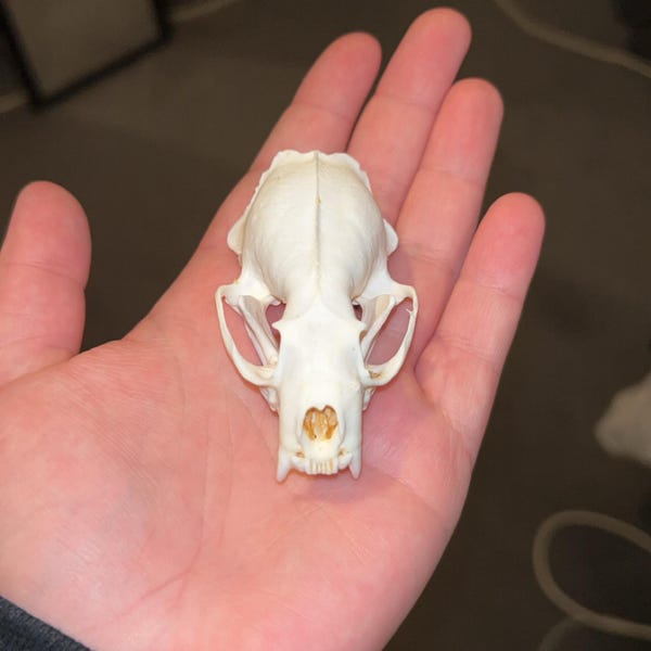 Exquisite Real Mink Skull Bone Specimen After Cleaned and Bleached - Etsy