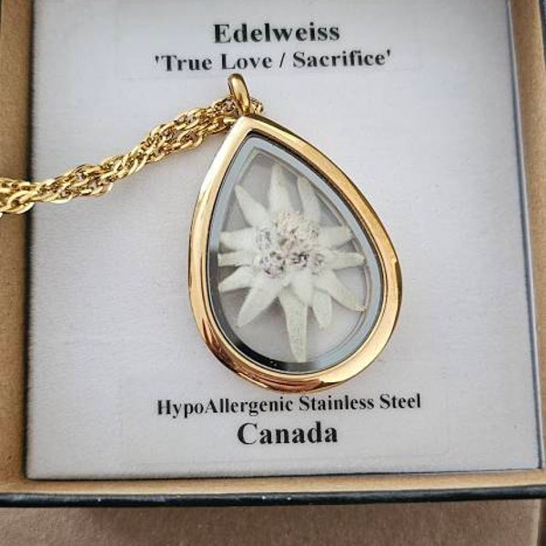 Dried Edelweiss Flower Locket Necklace, German Bavarian Swiss Austrian ...