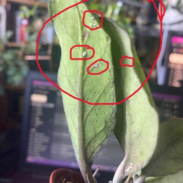 Hoya Irina, Rare Hoya Hybrid, Rooted Plant Shipped in 2.5" Pot, Ships ...