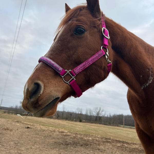 Custom Horse Halters Glitter, Diamonds, Sparkle, Designer - Etsy